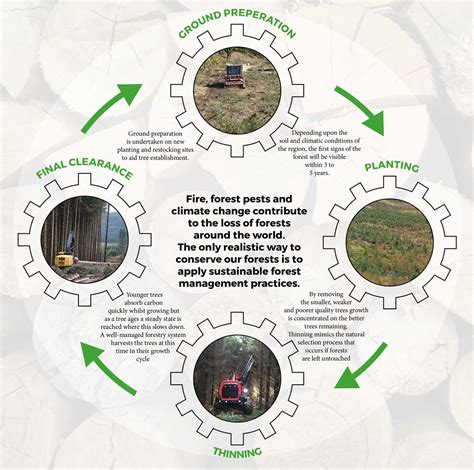 Sustainable Logging Forest Machine Magazine Homeoflogging