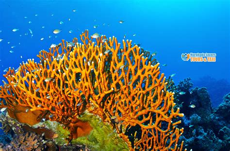 Fire Coral Famous Red Sea Coral Best Diving Spots In Egypt