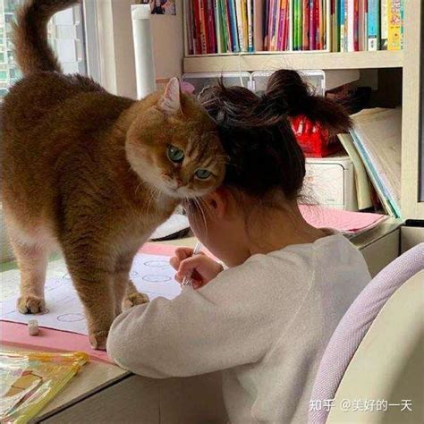 猫咪用头拱人其实有这几种含义别不知道 知乎