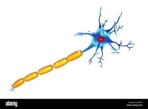 Illustration Of A Nerve Cell Neuron With A Myelin Sheath Yellow