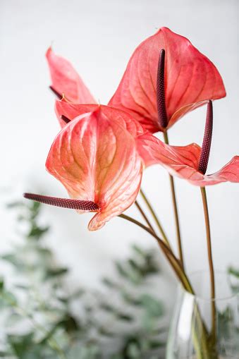 산호 색상과 핑크 안투륨 밝은 회색 배경 유리 화병 배경 화면 꽃 질감 건축하기에 대한 스톡 사진 및 기타 이미지 건축하기