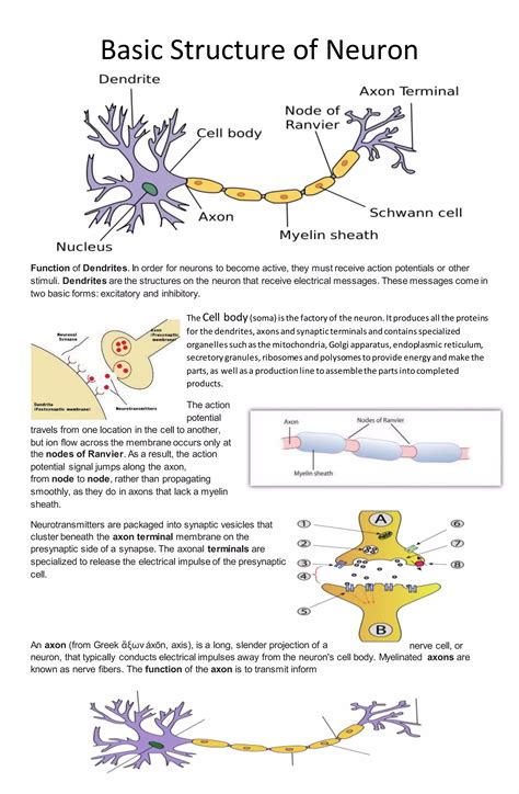 Basic Structure Of Neuron Docx Computer Networking Computing