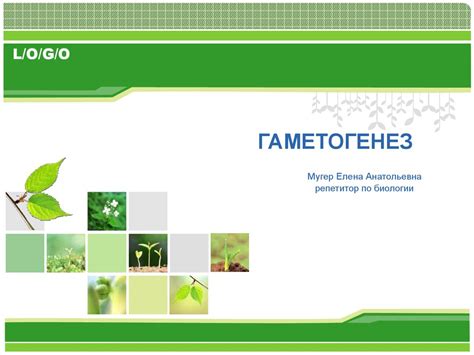 Гаметогенез презентация онлайн