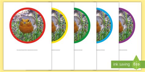 Robin Display Photo Cut Outs Teacher Made Twinkl