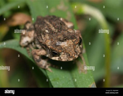Gulf Coast Toad Incilius Nebulifer Juvenile On A Blade Of Grass