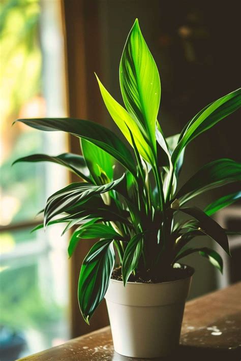 Growing And Caring For A Cast Iron Plant An Essential Guide Vintage