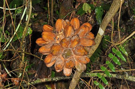 Phytocrene Macrophylla Icacinaceae