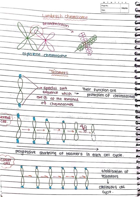 Cell Cycle And Cell Division Handwritten Notes Class Th Neet Biology Shop Handwritten Notes
