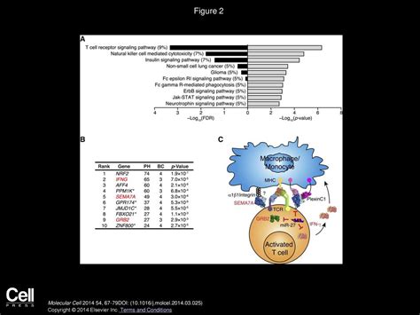 Alternative Capture Of Noncoding Rnas Or Protein Coding Genes By Herpesviruses To Alter Host T