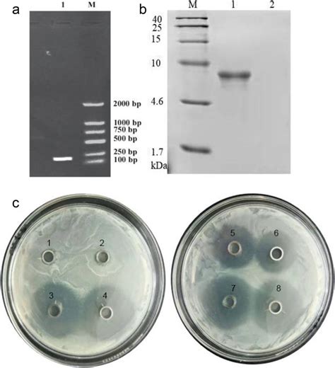 Exogenous Expression Of Bacteriocin From Cp201 A Pcr Amplification B Download Scientific