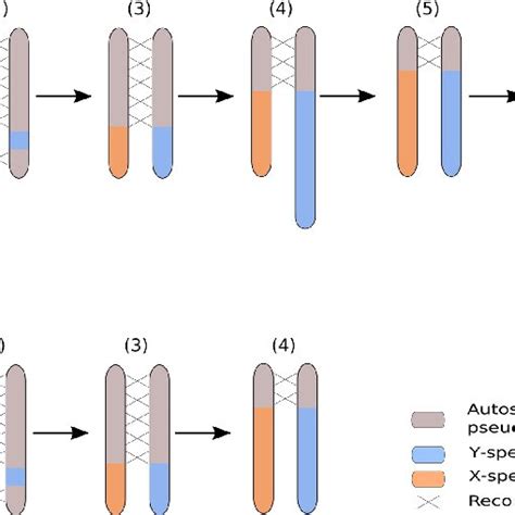 Revisiting The Model For The Evolution Of Plant Sex Chromosomes Download Scientific Diagram