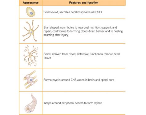 Types And Functions Of Glial Cells Quiz