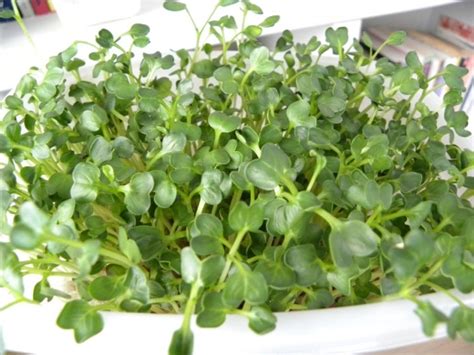 키우기쉬운 새싹키우기 수확하기 무순 알파파 적양배추 네이버 블로그