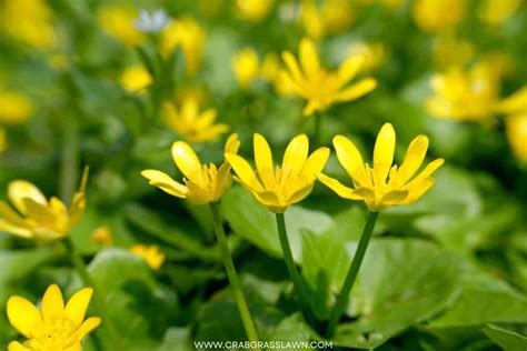 30 Weeds With Yellow Flowers Common Lawn Weed Guide 2023 Crabgrasslawn