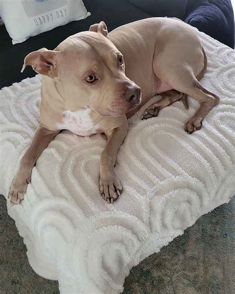 Bedsures Super Soft Throw Blanket Is My Favorite Its 12 Apartment Therapy