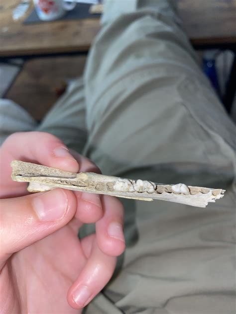 Jaw Fragment Id R Bonecollecting