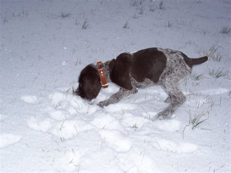 Ot Force Fetching For Retrievers Varmint Hunters Forum