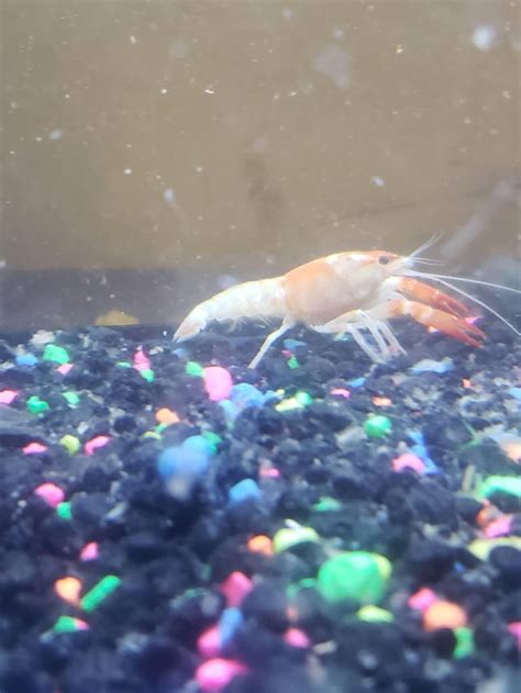 Female Crayfish Tail Looks Weird Rcrayfish