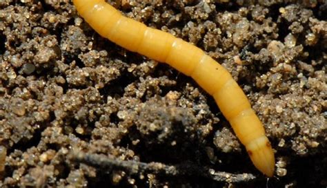 Identification And Management Of Wireworms In Field Crops Ahdb