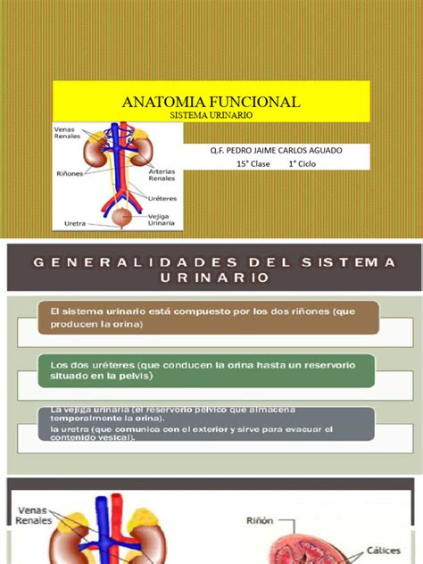 A F 15° A Clase Anatomía Funcional Sistema Urinario Pdf