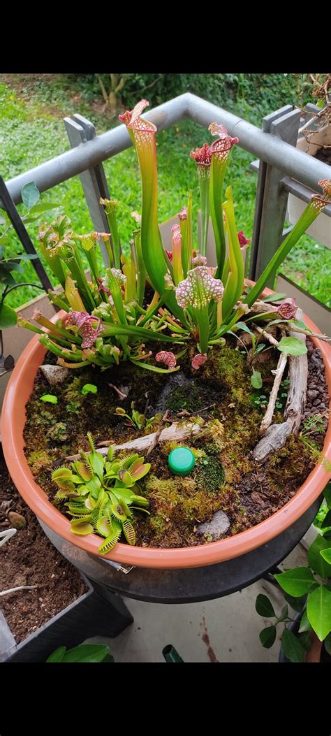 My First Mini Bog Now Compared To June Rsavagegarden