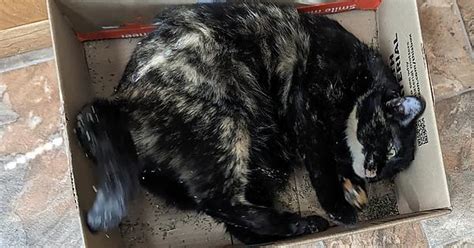 Smudges Catnip Box Album On Imgur