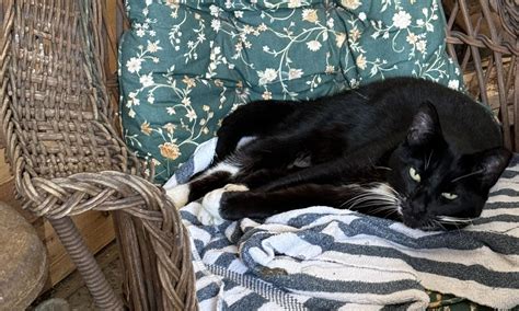 Econometriccat Hello My Name Is Elena And I Provide Econometric Modelling For Your Science