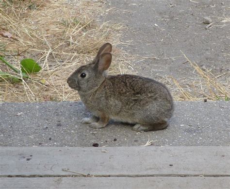 Brush Rabbit Sylvilagus Bachmani Know Your Mammals