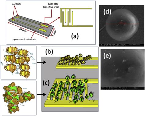 A Scheme Of Microelectrodes With Gold Idts B Pah Coated Gold Download Scientific Diagram