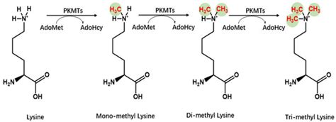 The Role Of Protein Methyltransferases In Immunity