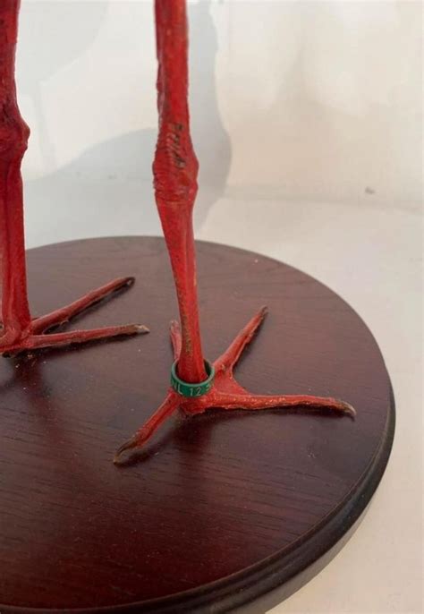 Scarlet Ibis Taxidermy Full Body Mount Eudocimus Ruber Ex Captivity 70 Cm 70 Cm 45 Cm