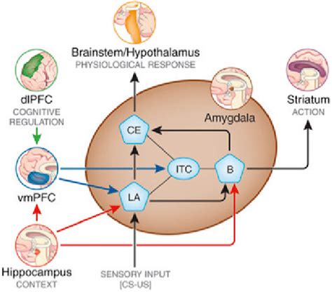 The Lateral Nucleus La Of The Amygdala Receives Afferent Sensory
