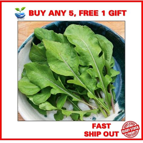 100 Biji Benih Gargir Gargil Jarjir Arugula Seed Wild Rocket Bayam Arab Repacked Seeds