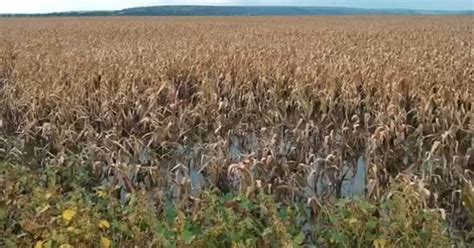 Фермери Румунії заявляють про мільйонні збитки внаслідок повені