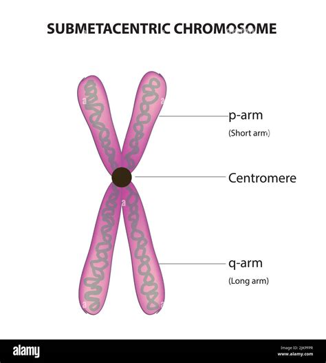 Homologous Chromosomes Labeled