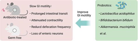 Gastrointestinal Gi Motility Is Highly Dependent On Gut Microbiota Download Scientific
