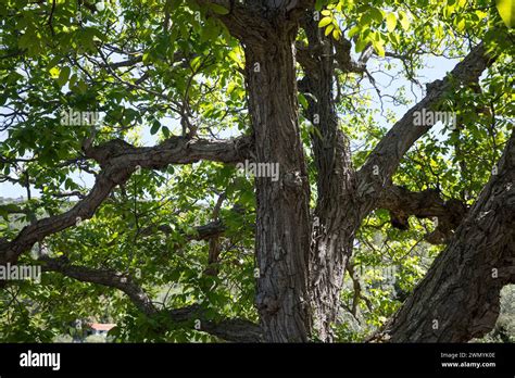 Walnuss Walnuß Krone Baumkrone Wal Nuss Wal Nuß Juglans Regia Walnut Noyer Commun Stock