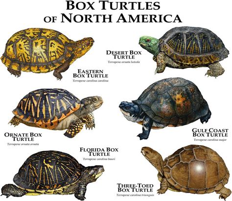 Box Turtles Of North America Eastern Box Turtle Turtle Habitat Tortoise Turtle