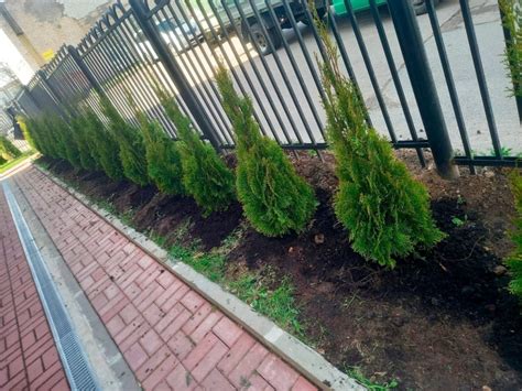 Какой торф нужен для туи и подходит для посадки, как выбрать