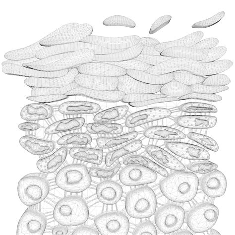 Epidermis Structure Cross Section 3d Model