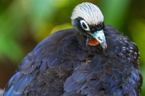 Imágenes De Pipiles Descubre Bancos De Fotos Ilustraciones Vectores