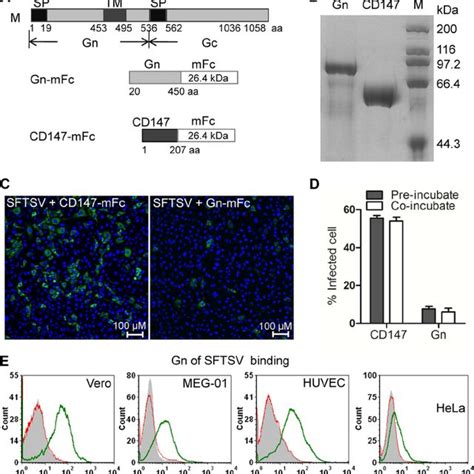 Cell Lines Tested For Susceptibility To Sftsv Infection Download Table