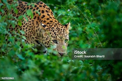 인도 야생 남성 표범 또는 팬더 또는 판테라 파두스 푸스카 얼굴 근접 촬영 자연 몬순 녹색 계절 동안 야외 정글 사파리 중앙 인도 아시아의 숲에서 표범에 대한 스톡 사진 및