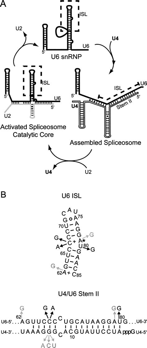 A Dynamic Bulge In The U6 Rna Internal Stem Loop Functions In