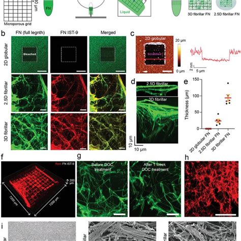 Fibroblasts Employ α5β1 Integrin To Differentiate Between Globular Fn Download Scientific