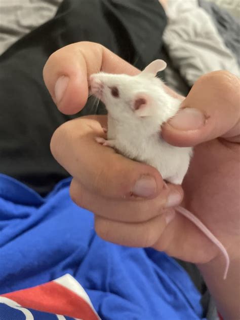 Tiny Man Totally A Rat R Rats