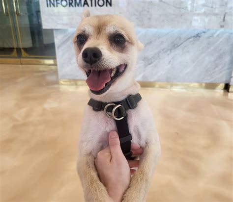 폼피츠 로랑이 프렌치불독크기 빠삐용크기 파피용크기 사모예드크기 스피츠크기 시바견크기 시베리안허스키크기 시츄크기 요크셔테리어크기 웰시코기크기 이탈리아그레이하운드크기 치와와크기