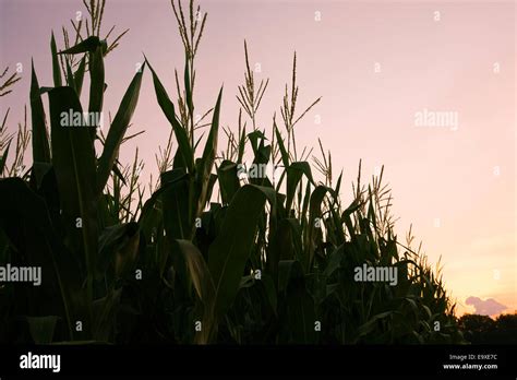 Agriculture Silhouette Of Mid Growth Fully Tasseled Grain Corn Plants