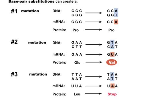 Solved Nonsense Missense And Silent Mutations