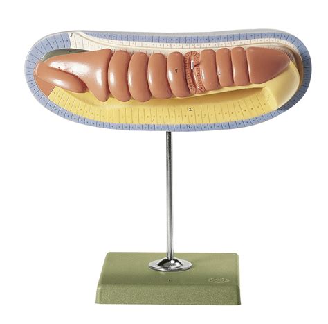 Longitudinal Section Of The Larva Of The Lancelet In Advanced